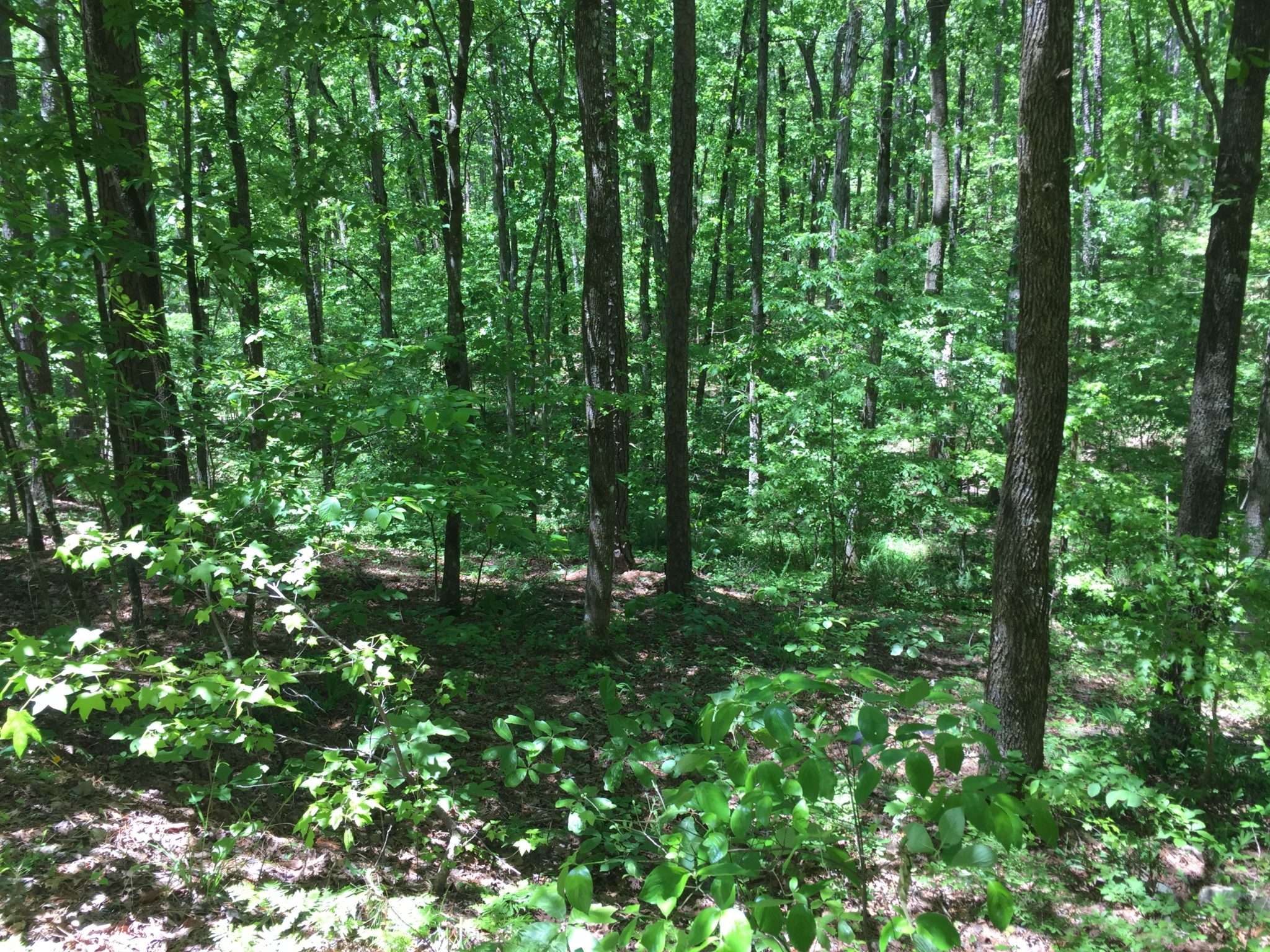 Thriving Inside Hot Springs Village › HSV Inside Out