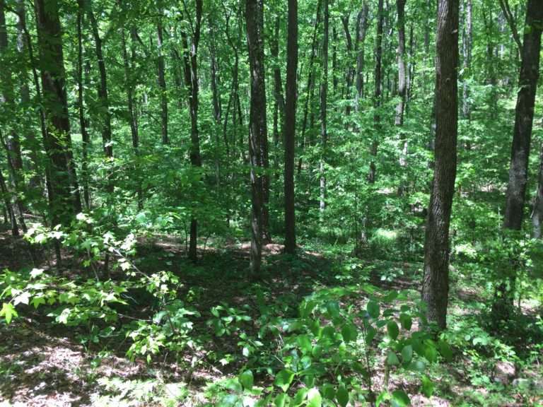 Remmel Dam at the Ouachita River › HSV Inside Out