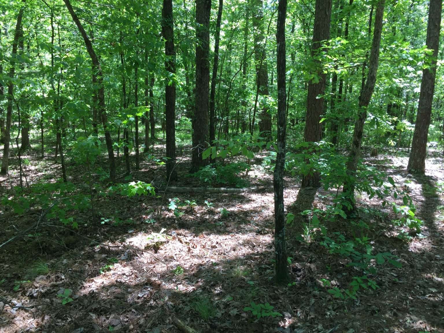 Remmel Dam at the Ouachita River › HSV Inside Out