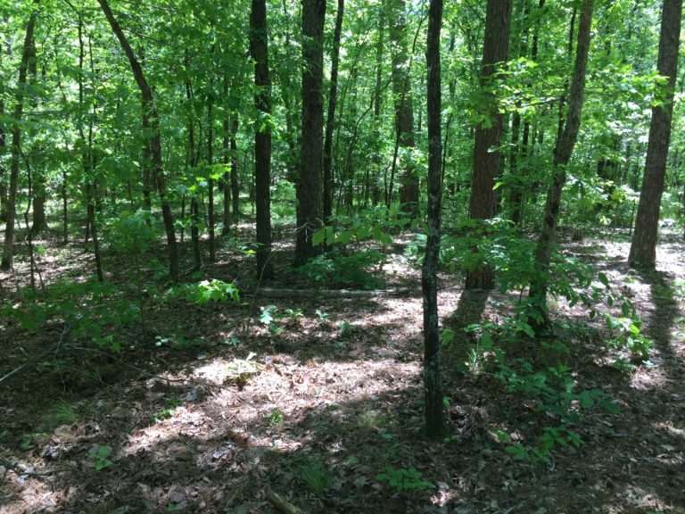 Remmel Dam at the Ouachita River › HSV Inside Out