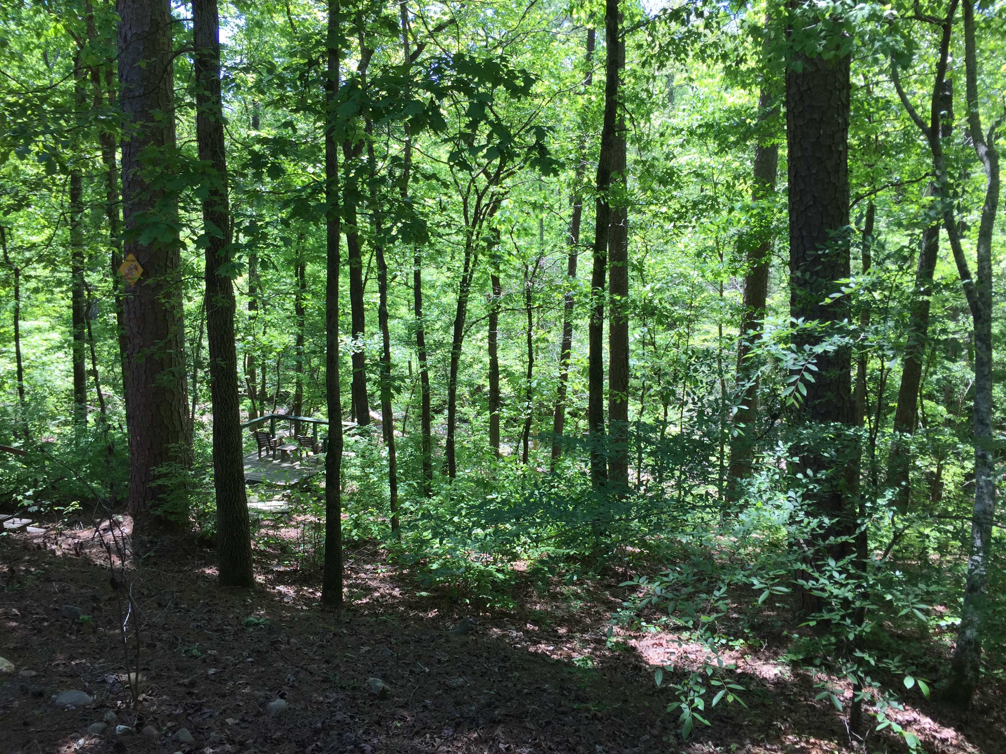 Diamante Country Club: A Premier Golf Experience